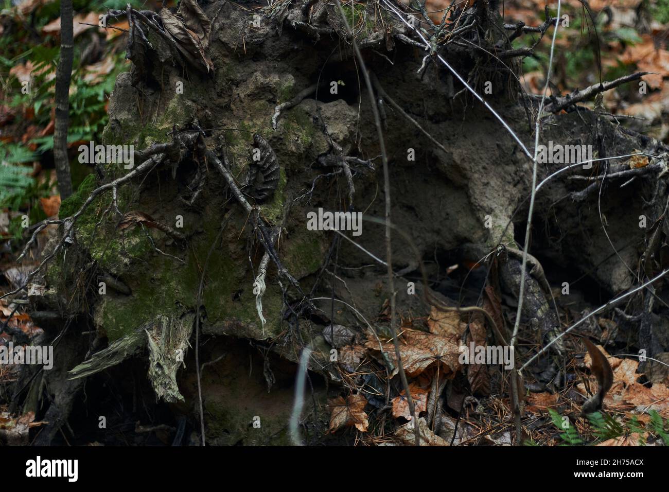 Dry autumn oak leaf on wet bark of a tree background with green moss ...