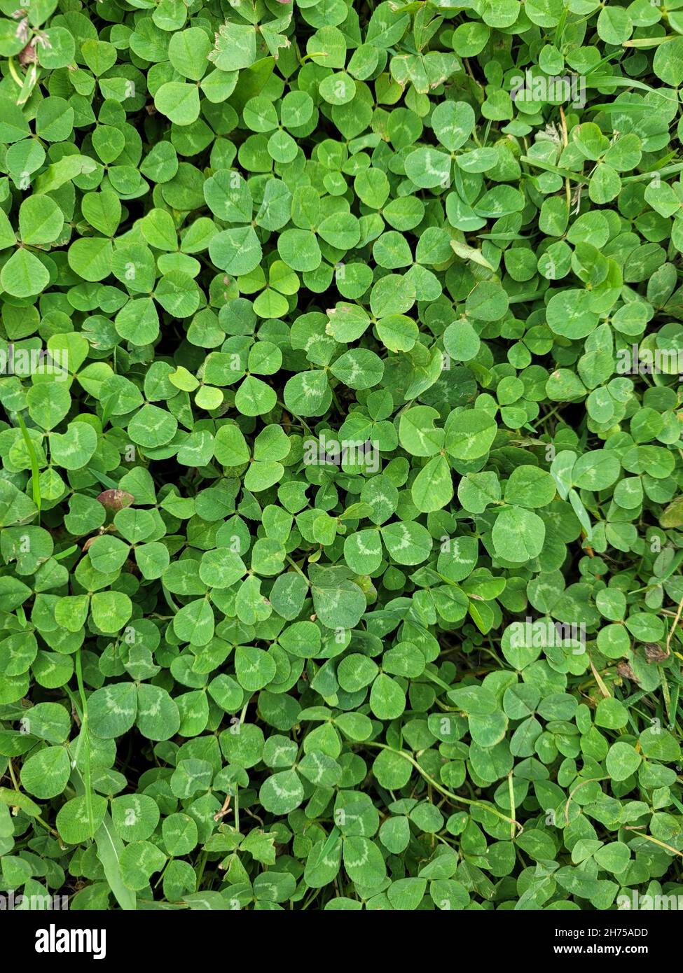 Clover plant on the ground Stock Photo - Alamy