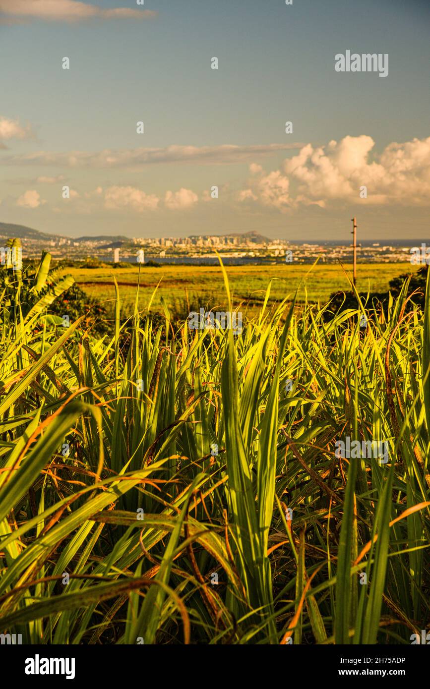 Distant view of Honolulu skyline and mountains through lush green field ...