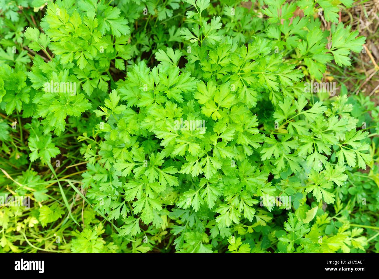 Coriander field hi-res stock photography and images - Alamy