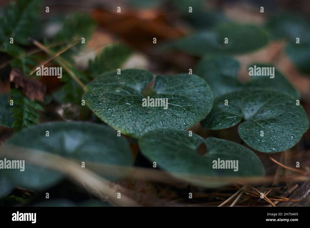 A variety of green botanical species fern clover round leafs shot in ...