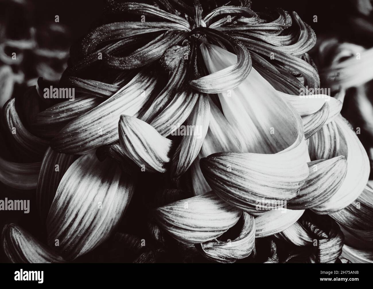 Macro Close Up Photo of a Flower for Art Print, Graphic Elements ...