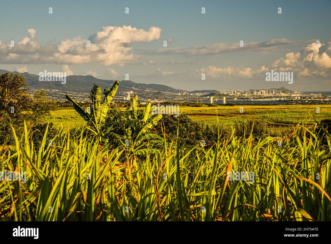Distant view of Honolulu skyline and mountains through lush green field ...