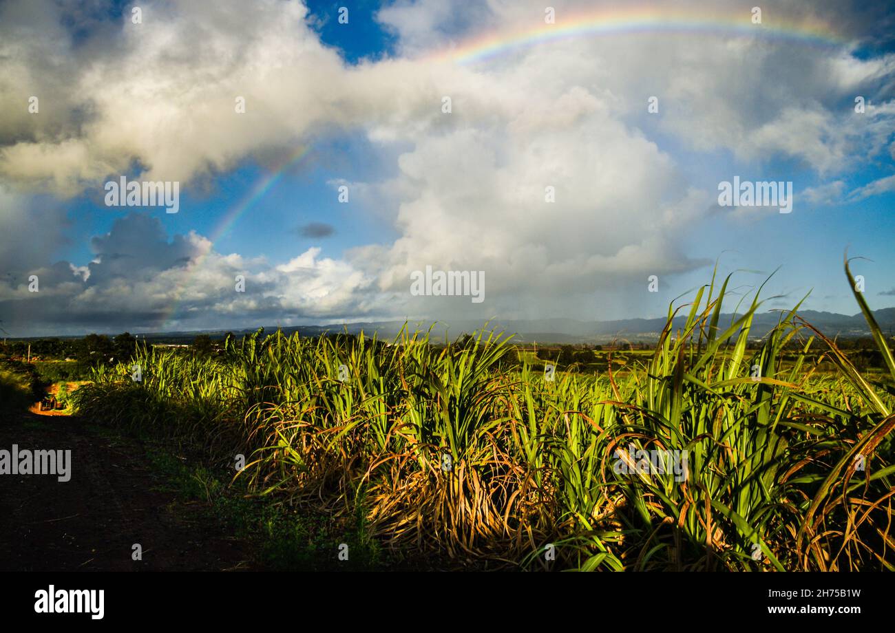 Lush green field of Ko, or sugarcane, at Kō Hana Distillers at sunset ...