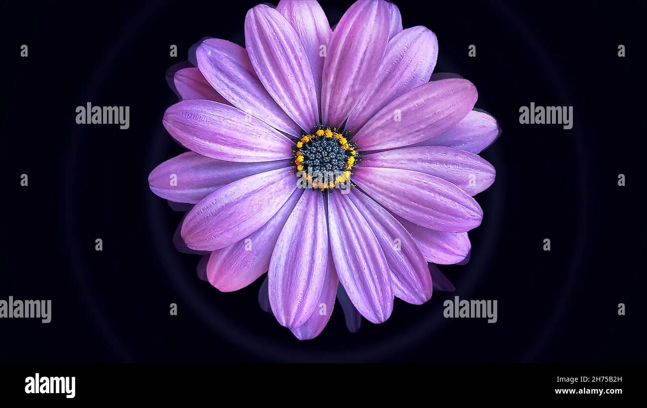 Flower Moving Animation