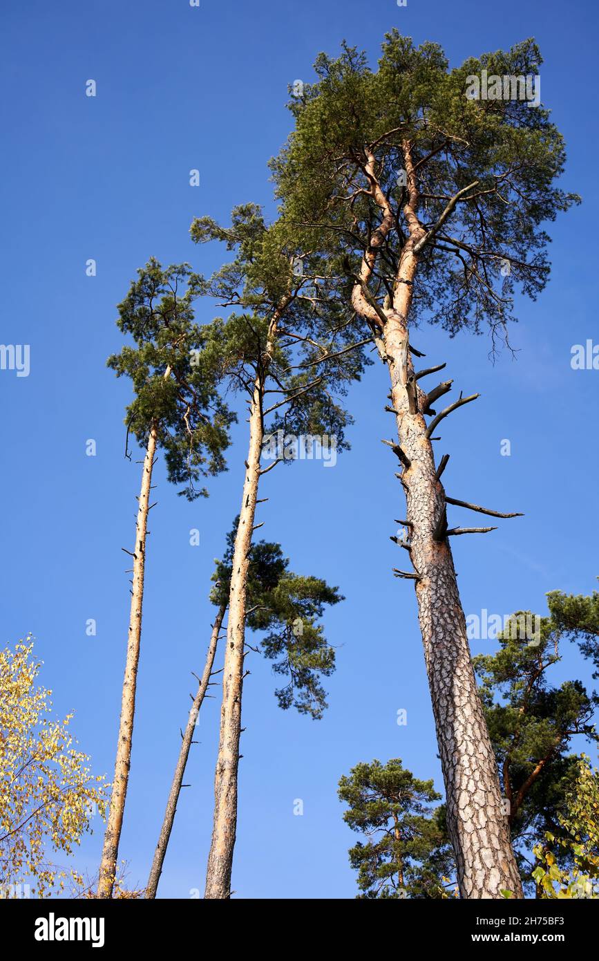 High pine trees outdoors in a forest in autumn sunlight, with blue sky ...