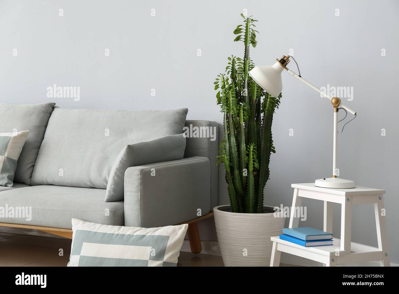 Plant ladder cactus hi-res stock photography and images - Alamy