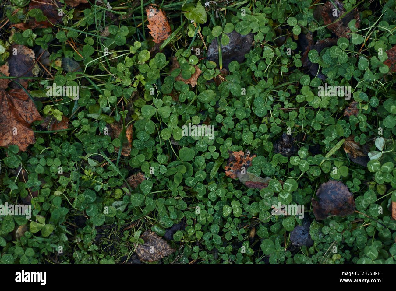A variety of green botanical species fern clover round leafs shot in ...