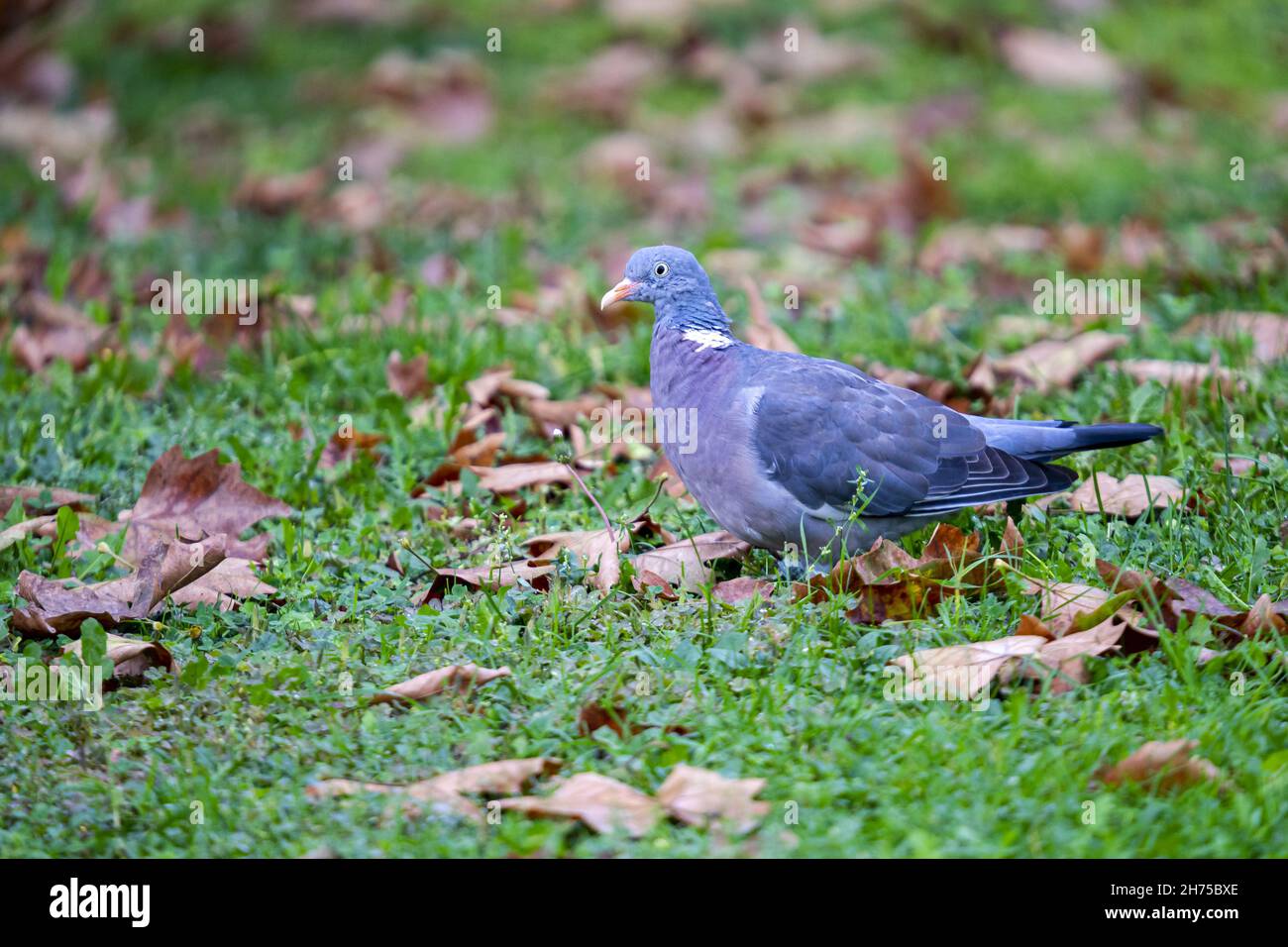 Selective focus shot of a dove in a field with fallen autumn leaves ...
