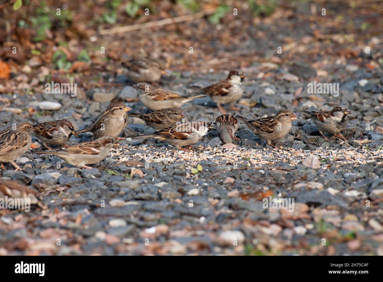 Ground feeding birds hi-res stock photography and images - Alamy