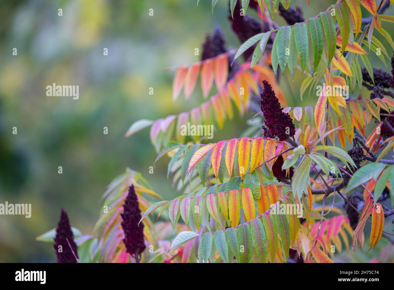 Selective focus shot of a growing sumac Stock Photo - Alamy
