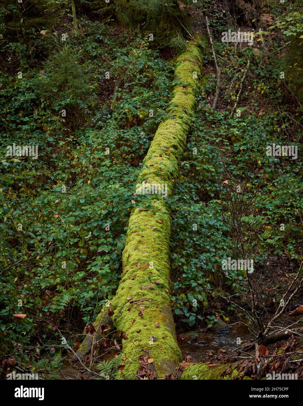 Old tree branch covered with moss on the forest ground, hiking route in ...