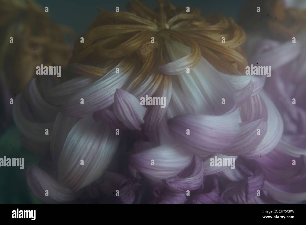 Macro Close Up Photo of a Flower for Art Print, Graphic Elements ...