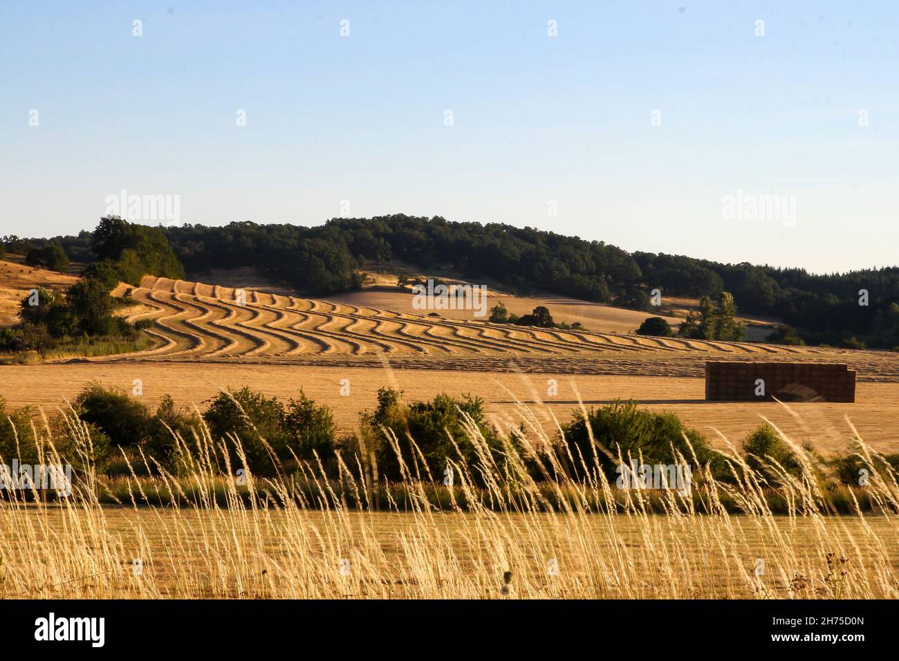 Beautiful scenery of Harvesting hay on hillside with beautiful designs ...
