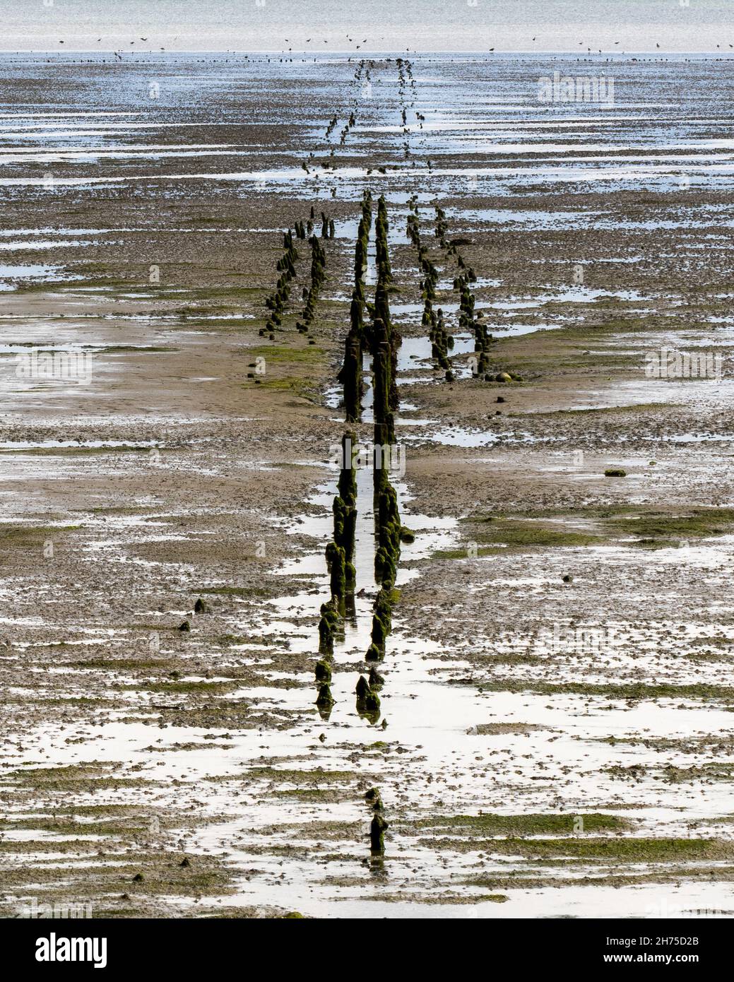 Terschelling forest hi-res stock photography and images - Alamy