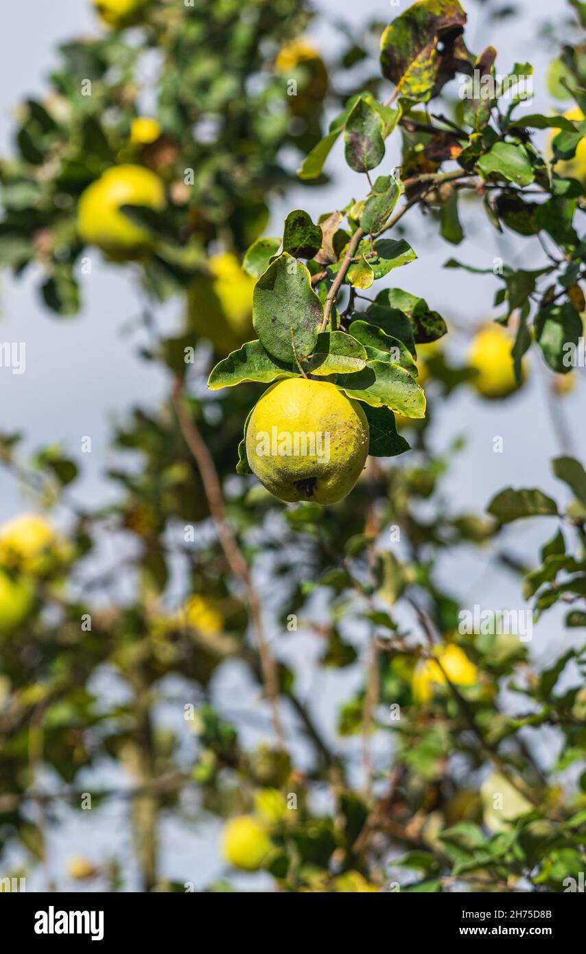 Selective of quince on a tree Stock Photo - Alamy