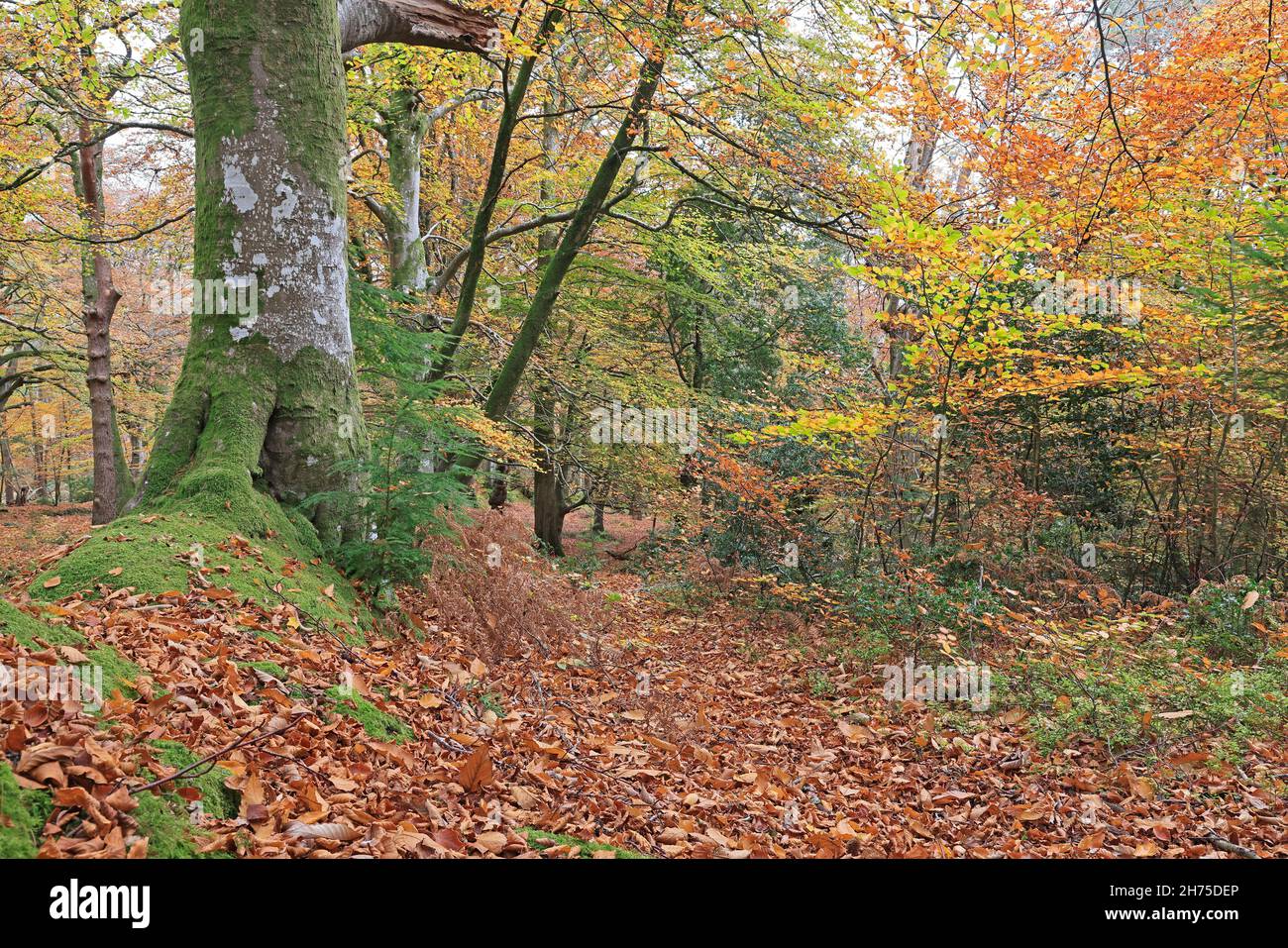 Beech Trees at Horner Wood in the autumn Somerset UK Stock Photo - Alamy