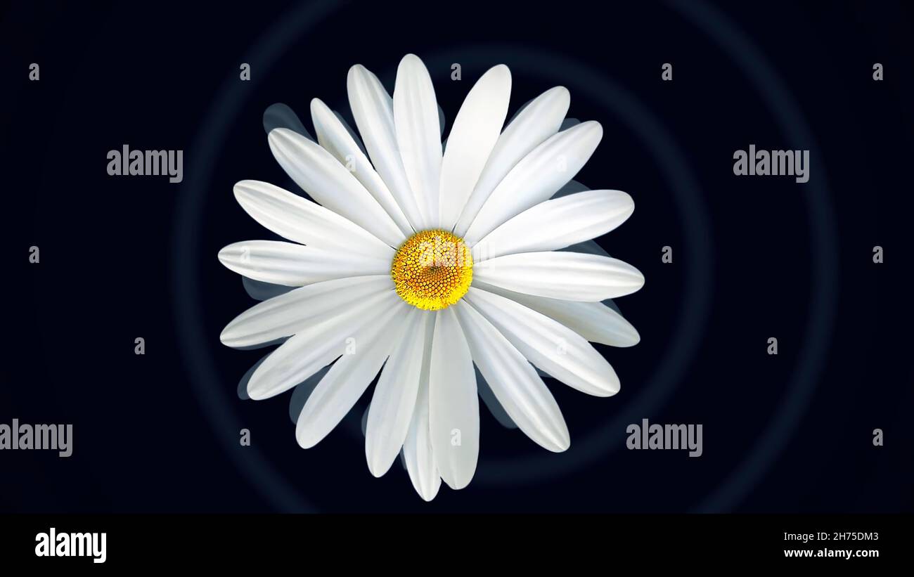 Chamomile On Black Background Animation Of Abstract Chamomile Flower Floating On Isolated Black