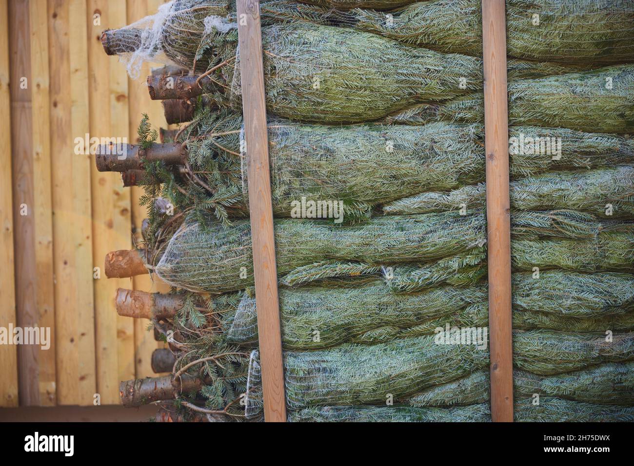 Stack Of Christmas Trees Cut And In Nets Ready To Be Sold Stock Photo ...