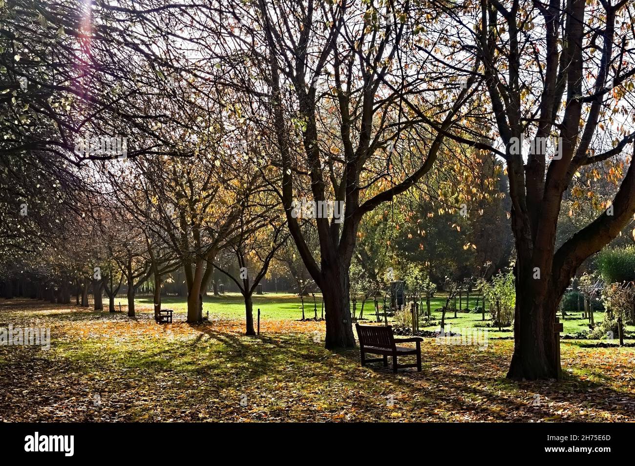 a line of trees in the Boston Victorian cemetery during autumn with ...