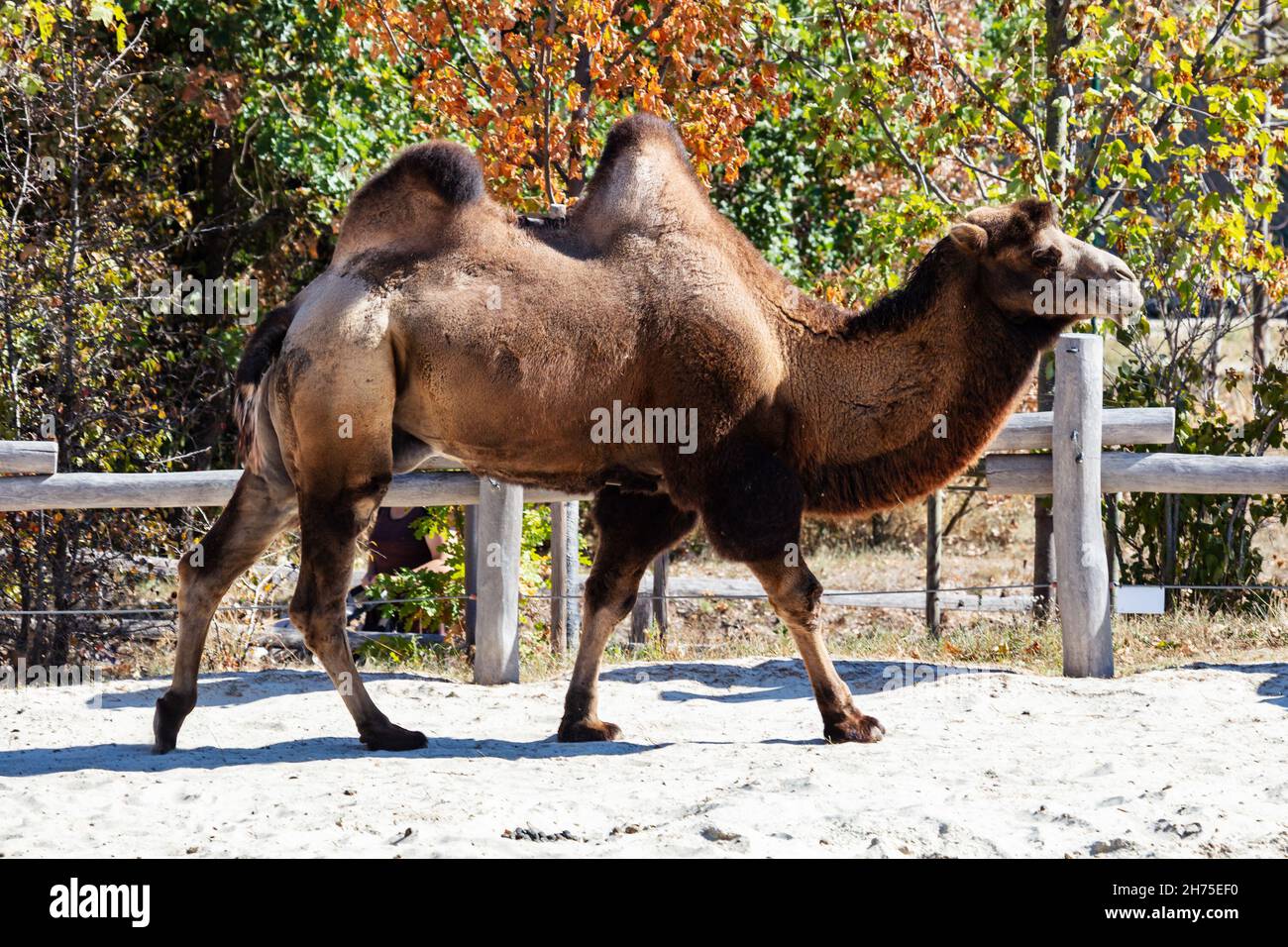 Bactrian Camel. Mammal and mammals. Land world and fauna. Wildlife and ...