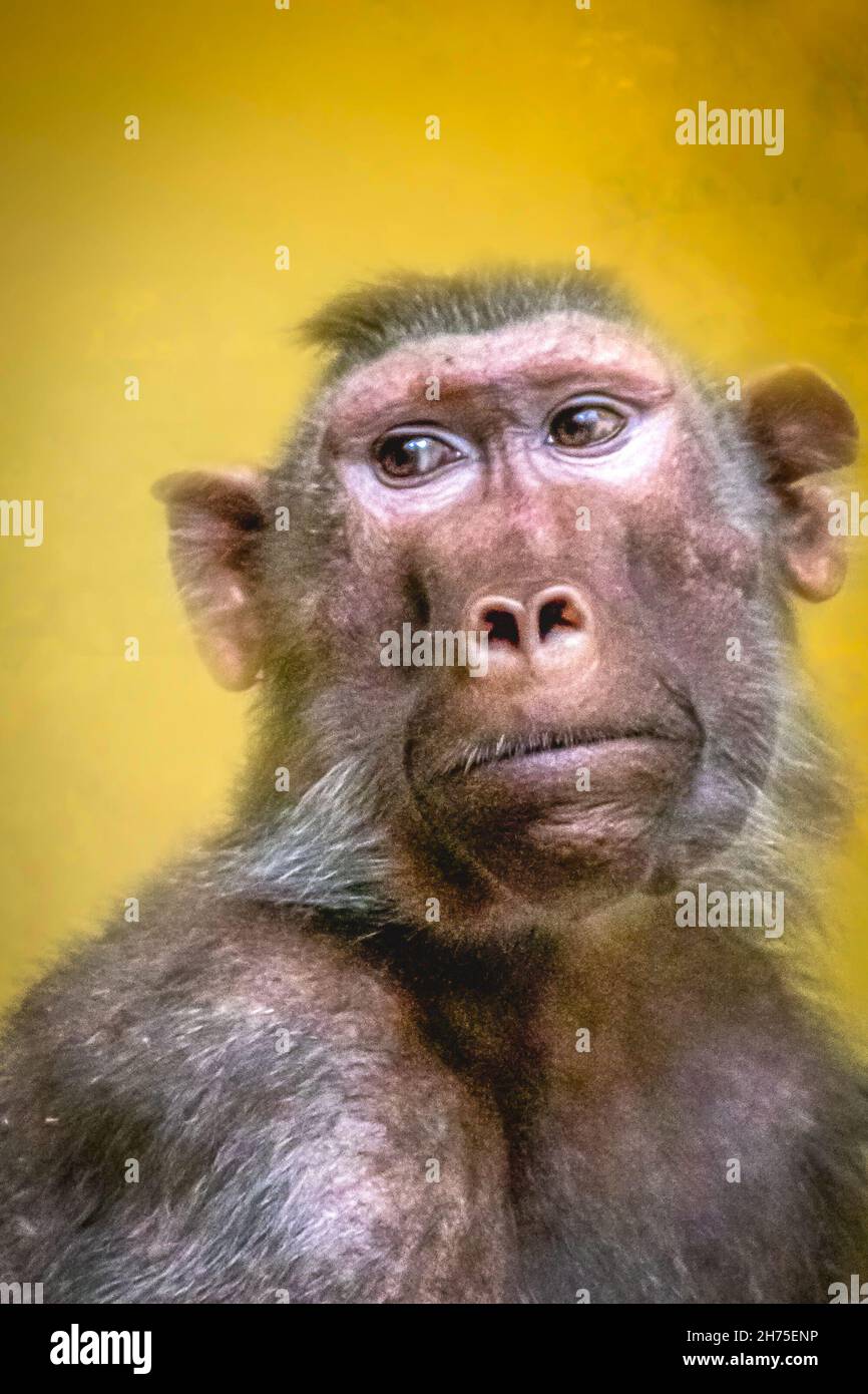 portrait of a female baboon Stock Photo - Alamy