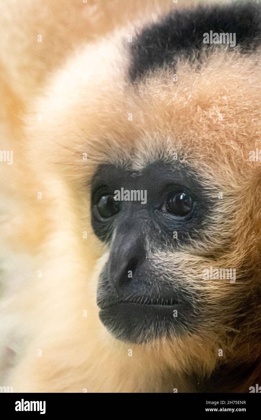 a gibbon monkey Stock Photo - Alamy