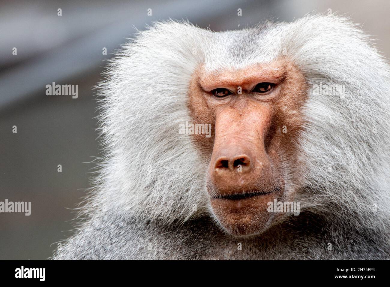 Portrait of baboon monkey hi-res stock photography and images - Alamy