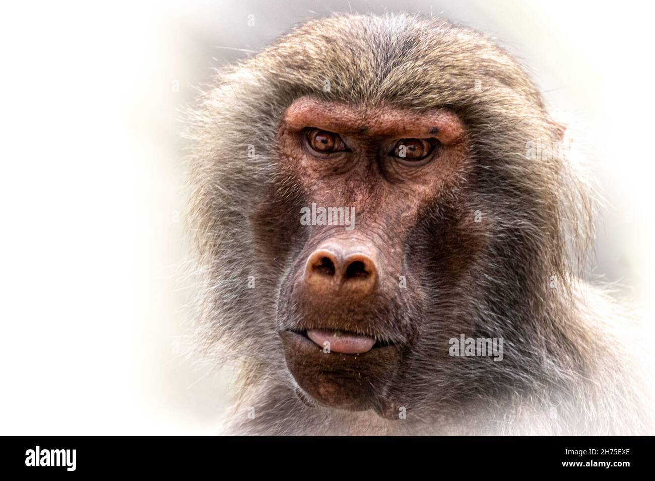 Fine Art photo of a Baboon with its tongue out Stock Photo - Alamy