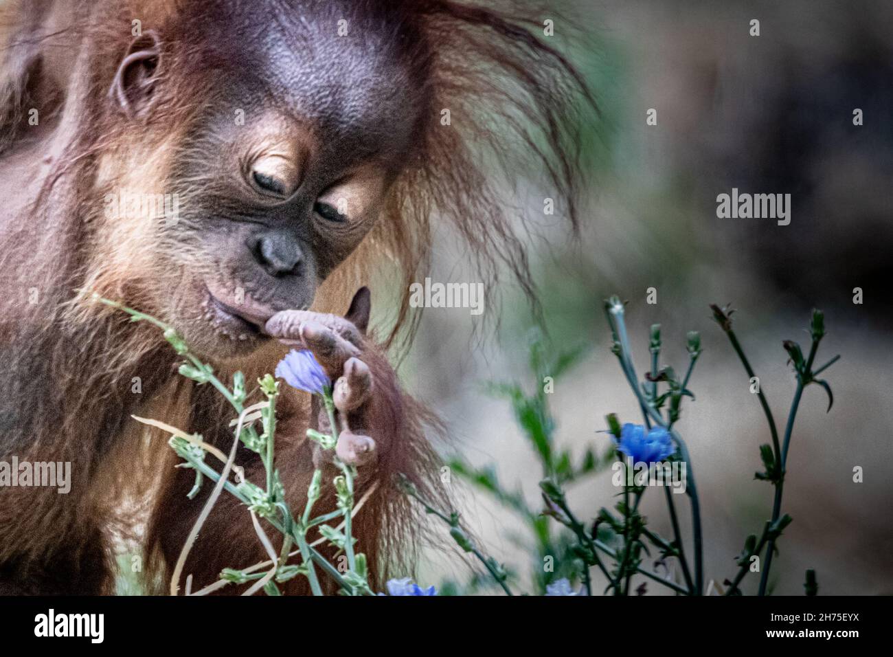 Monkey face flower hi-res stock photography and images - Alamy