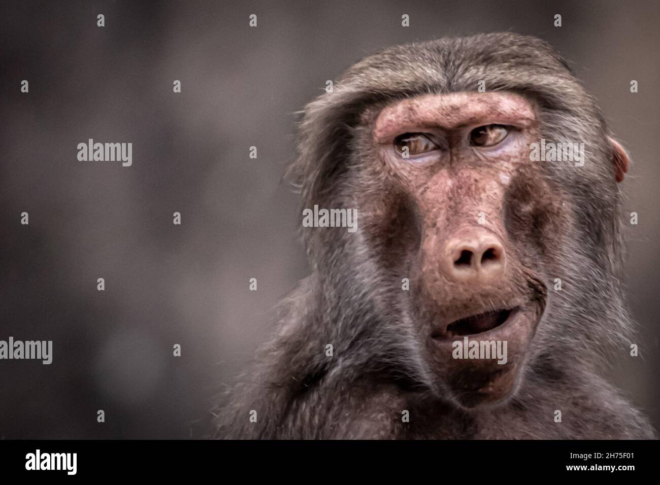 Funny baboon hi-res stock photography and images - Alamy