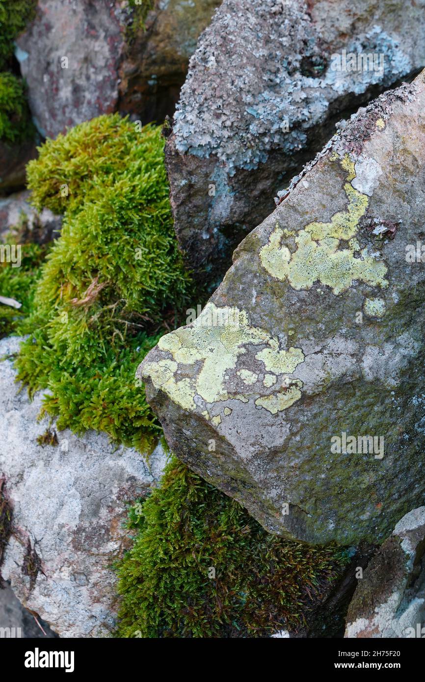 Common Striated Feather Moss High Resolution Stock Photography and ...