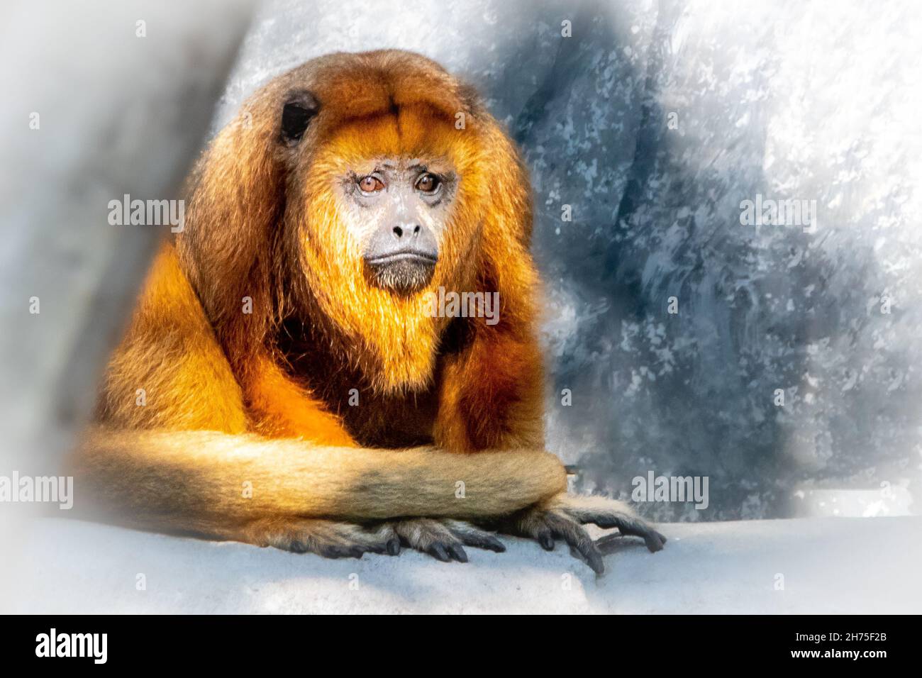 Close up face black howler hi-res stock photography and images - Alamy