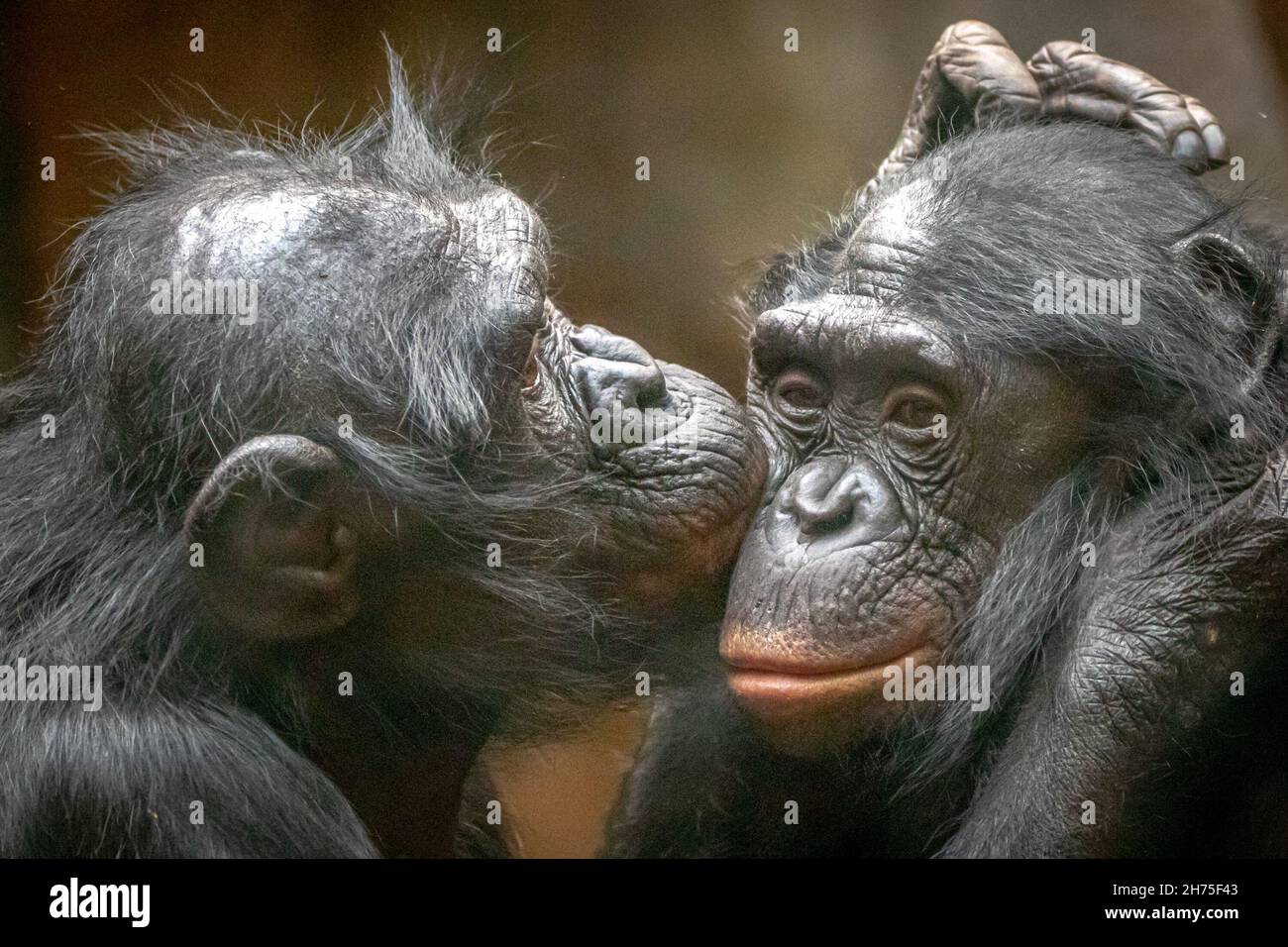 One bonobo monkey kissing another on the cheek with one hand on the ...