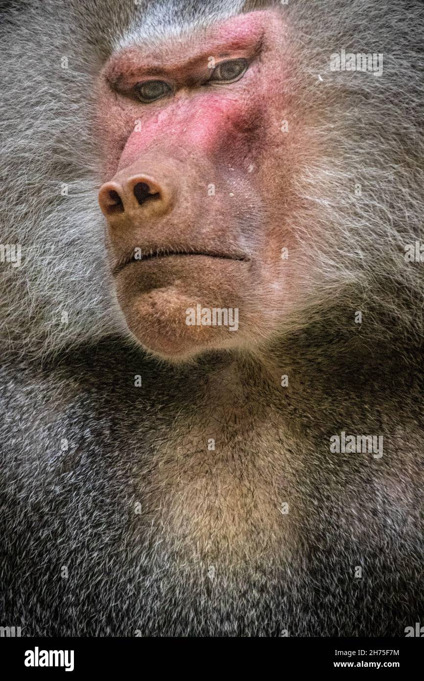 Strong mamals hi-res stock photography and images - Alamy