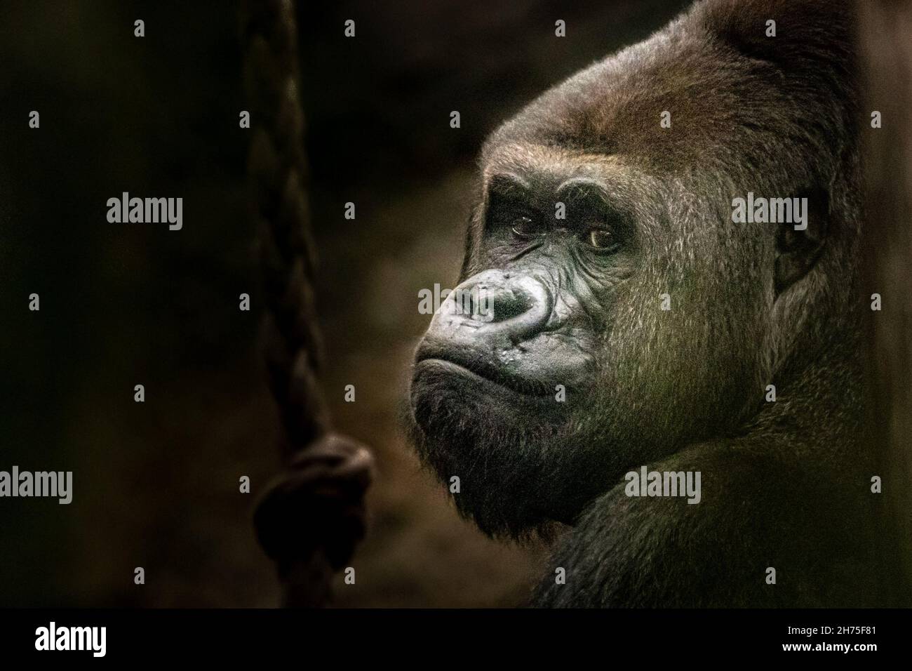 Gorilla view hi-res stock photography and images - Alamy