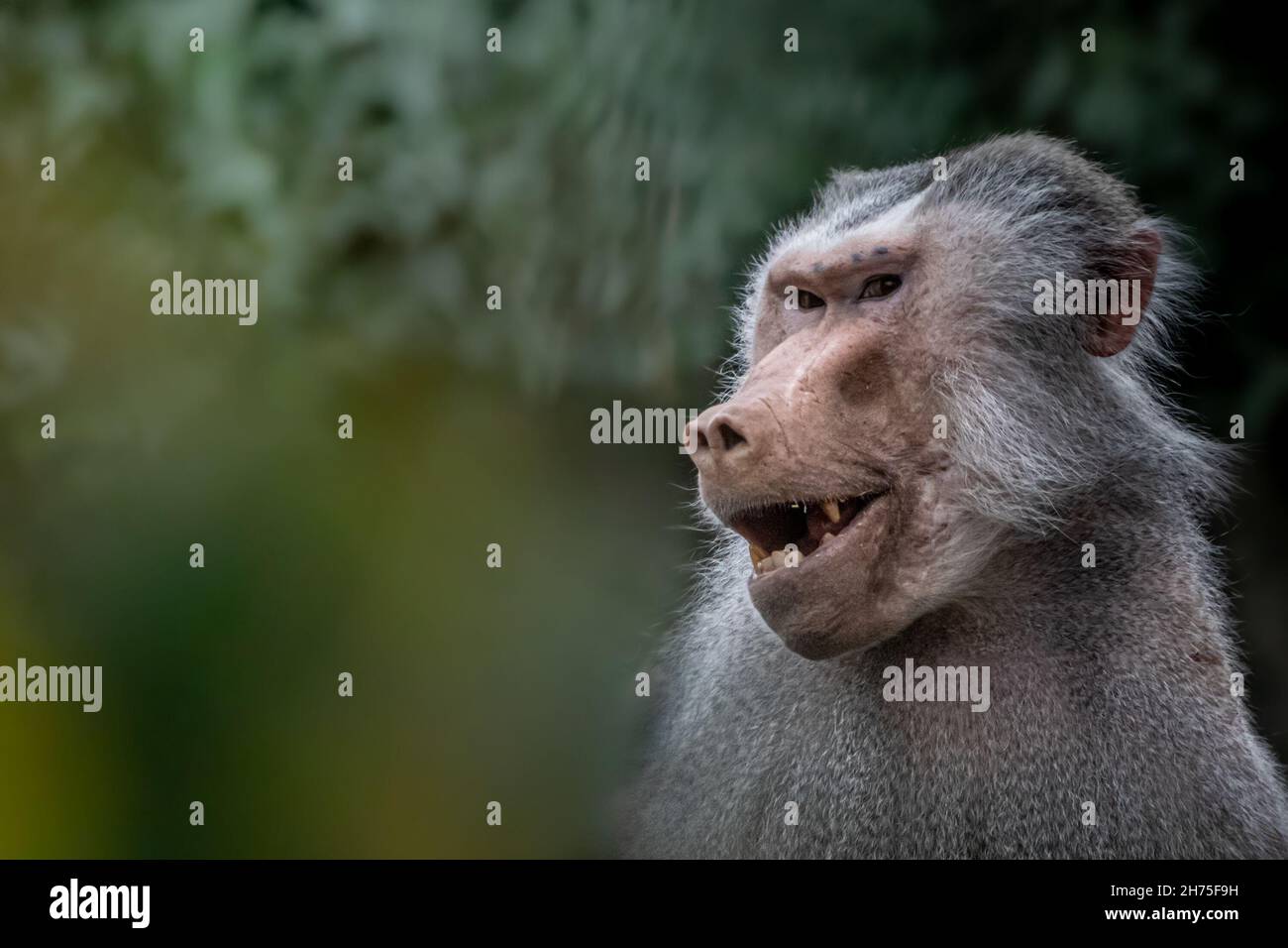 Smiling monkey isolated hi-res stock photography and images - Alamy