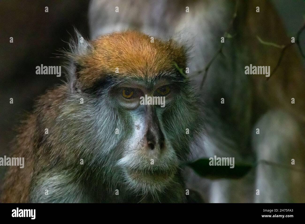 a fine art photo of a patas monkey Stock Photo - Alamy