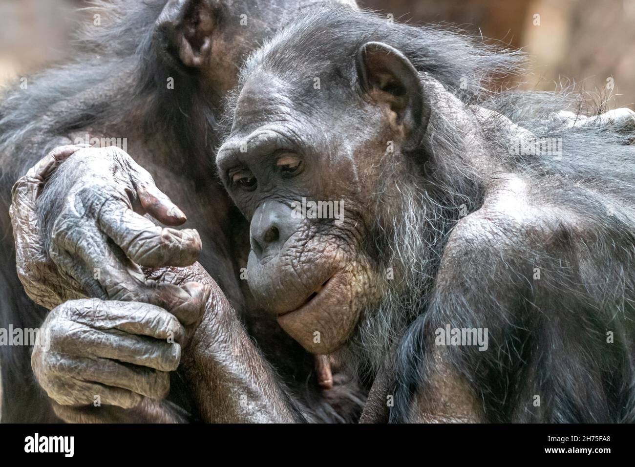Bonobos Hugging