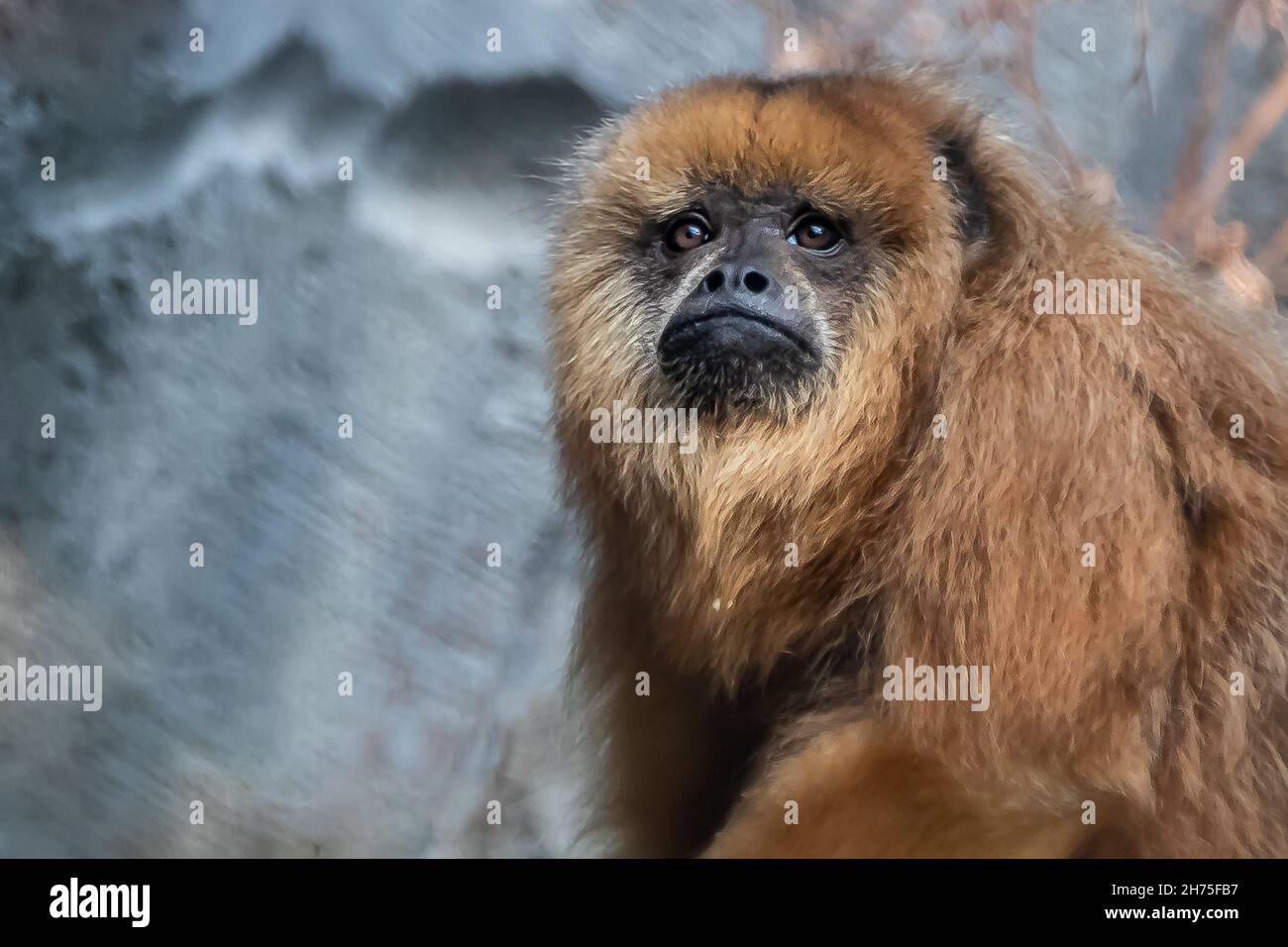 a brown south american howler monkey Stock Photo - Alamy