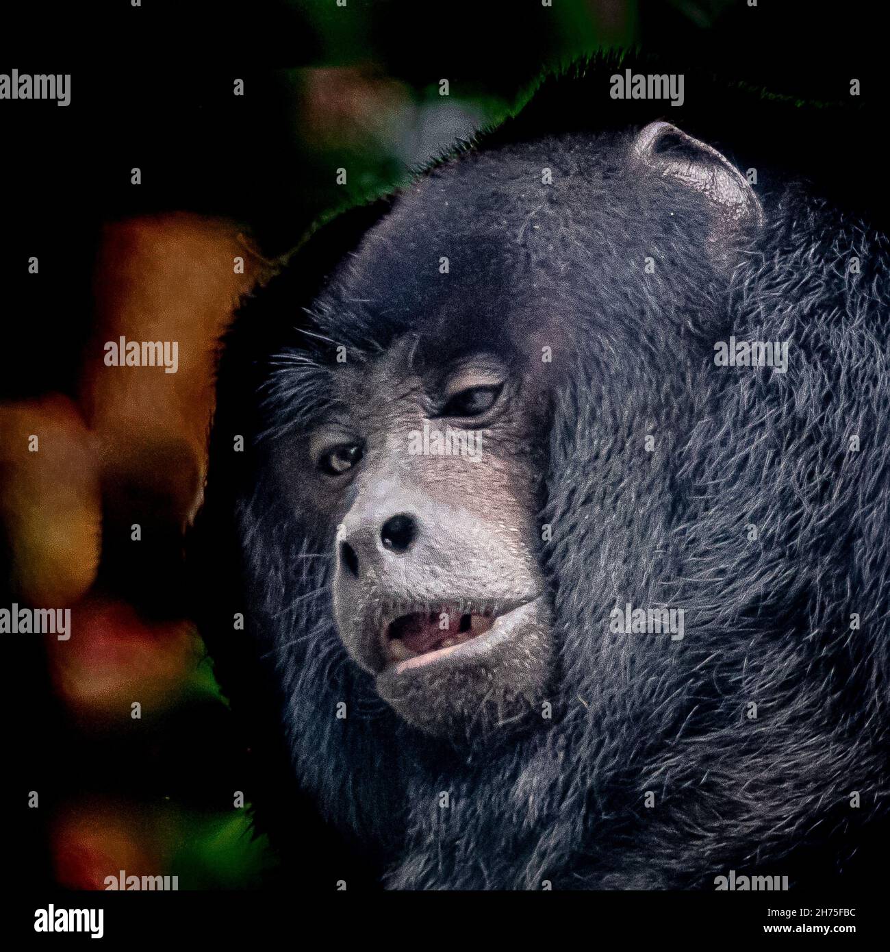 Close up face black howler hi-res stock photography and images - Alamy