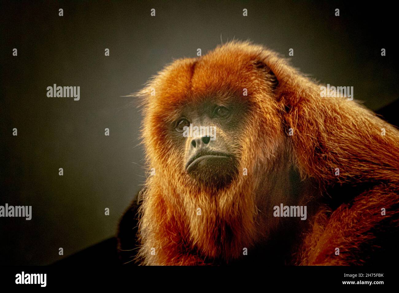 a beautiful brown female howler monkey Stock Photo - Alamy
