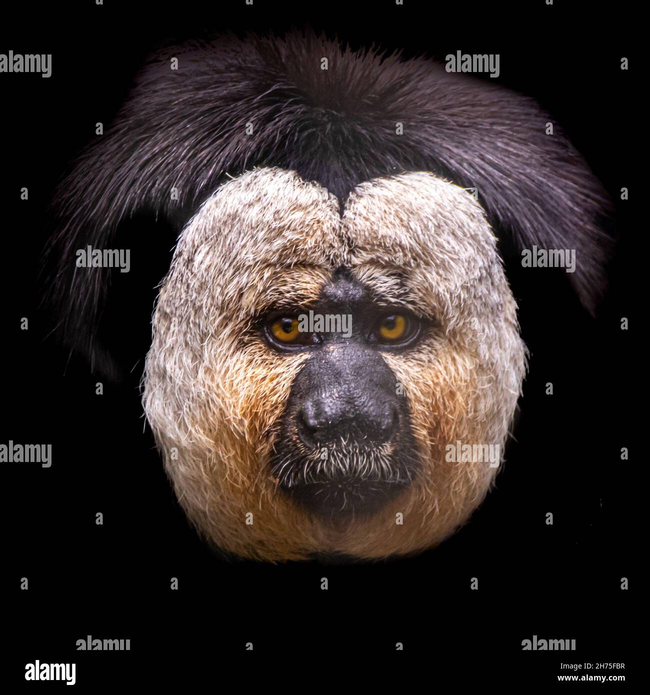 Fine art face portrait closeup hi-res stock photography and images - Alamy