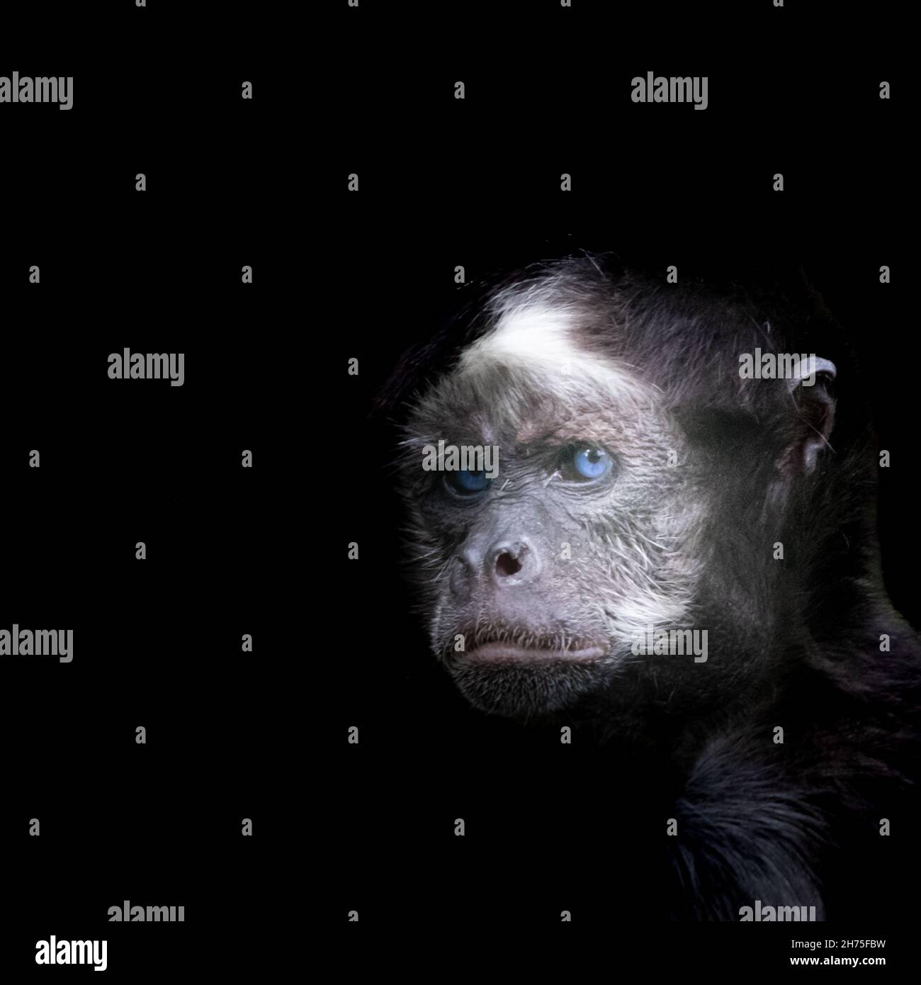 Long haired monkey hi-res stock photography and images - Alamy
