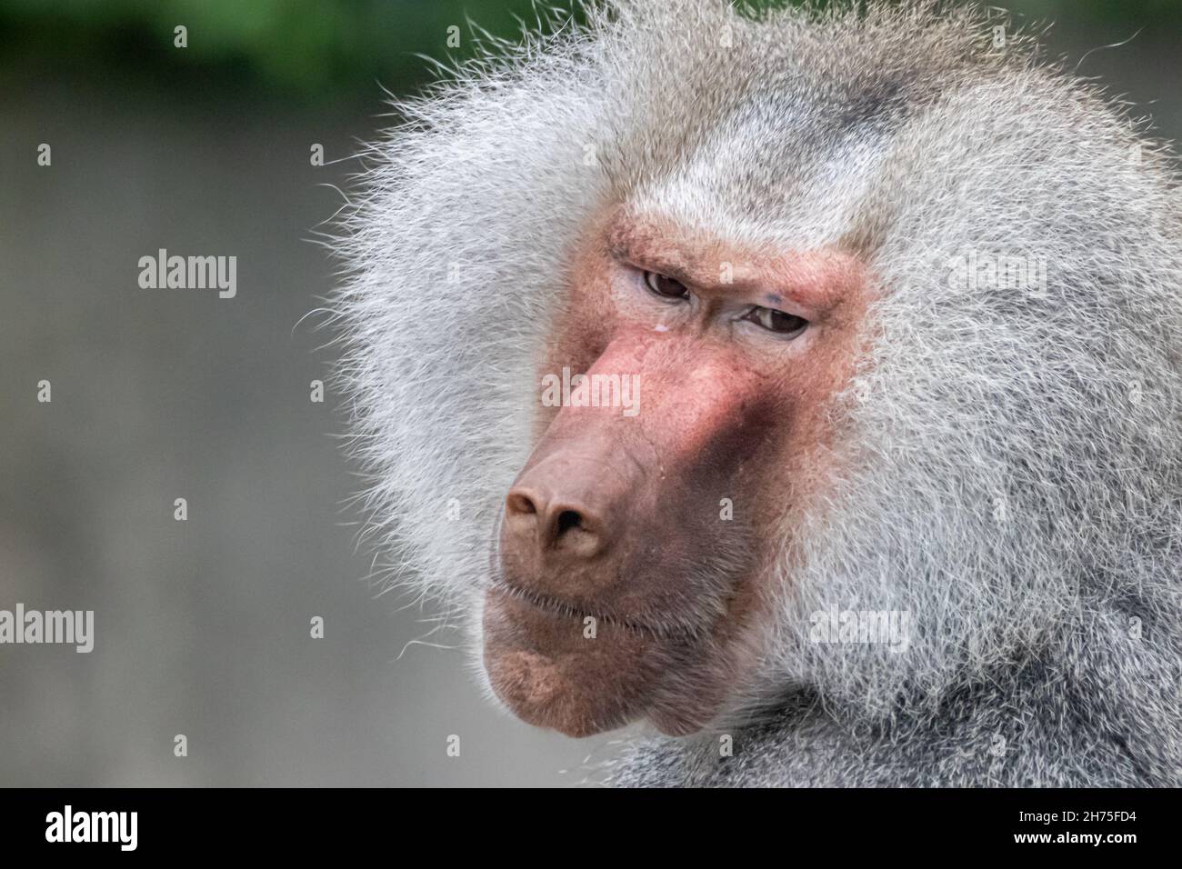 Close up angry baboon hi-res stock photography and images - Alamy