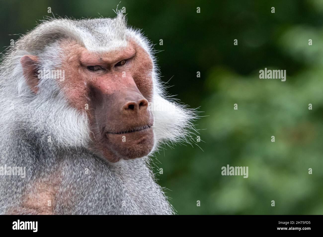portrait of a baboon Stock Photo - Alamy