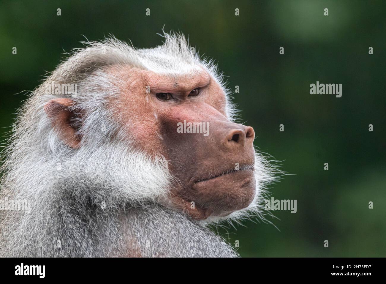 portrait of a baboon Stock Photo - Alamy