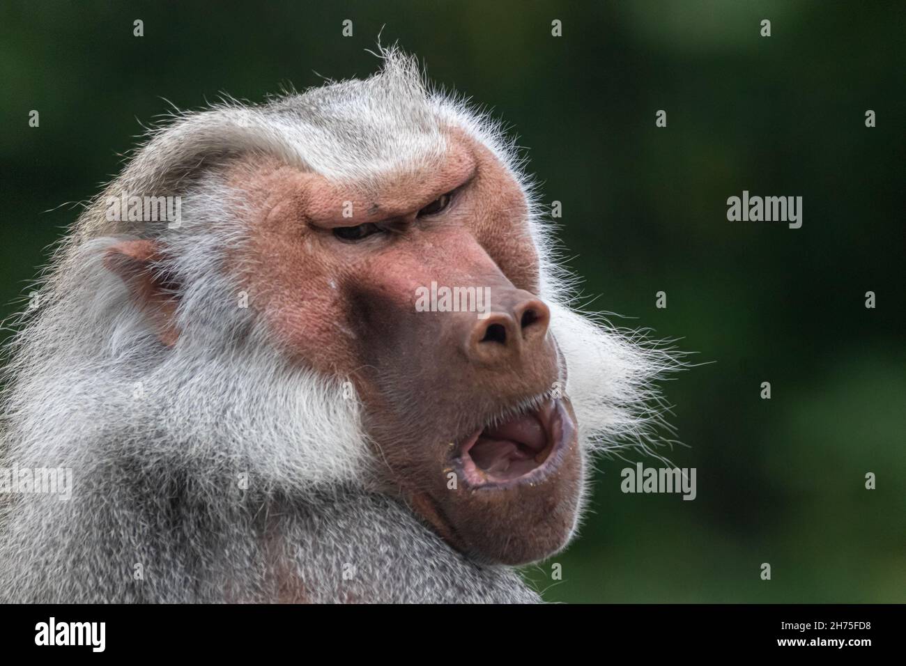Portrait of a baboon hi-res stock photography and images - Alamy