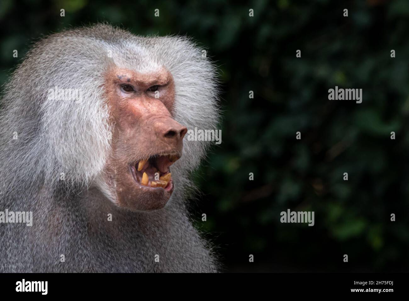 Angry Baboon