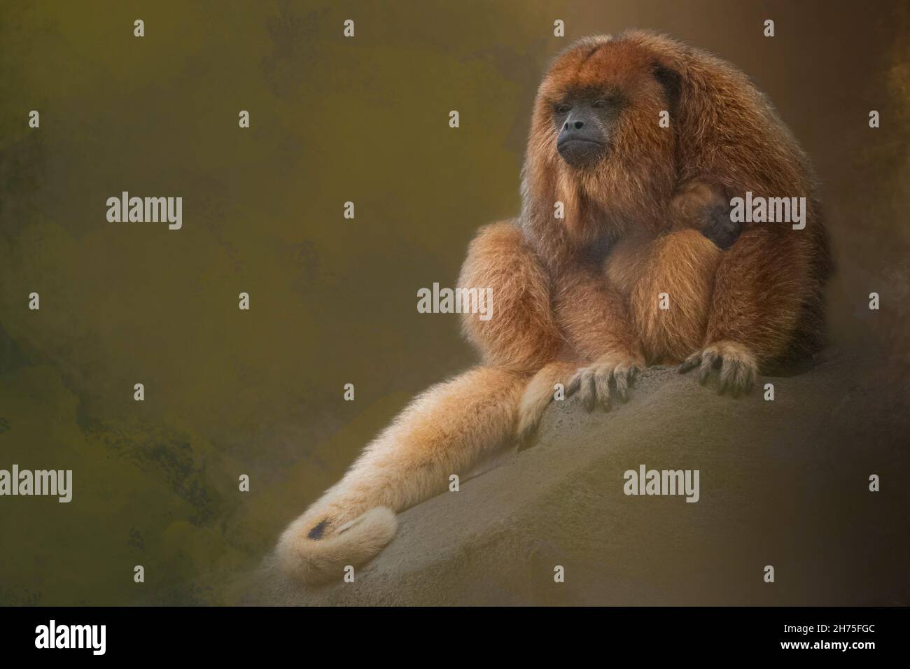 Portrait of a Black Howler monkey with a baby Stock Photo - Alamy